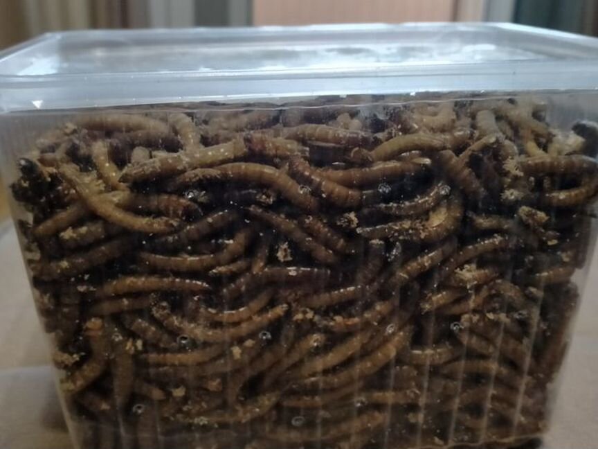 Зофобас замороженный 2 кг