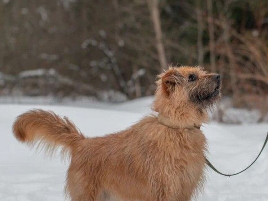 Метис Бриара Кокос очень сильно хочет быть нужным