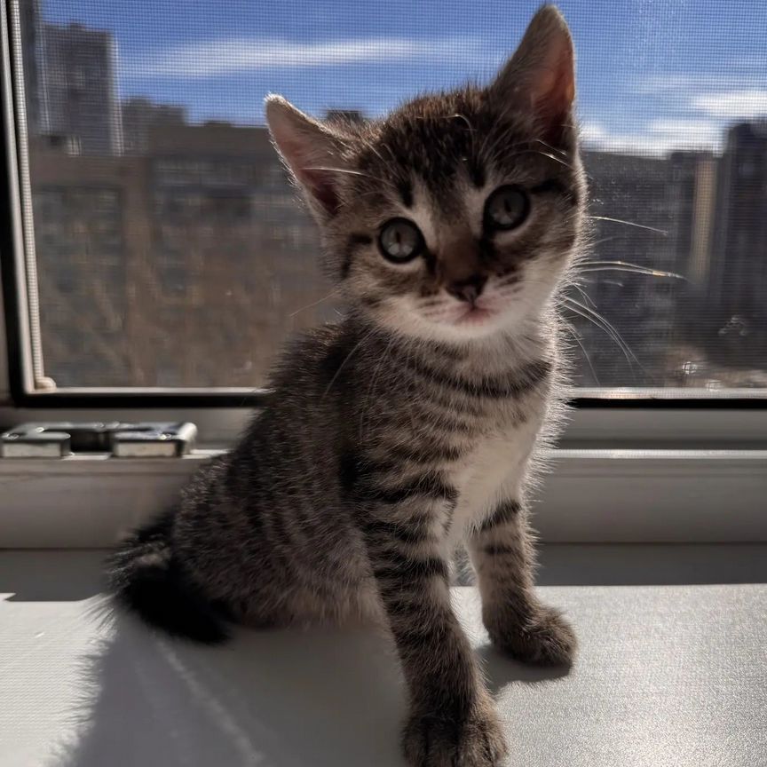 Котёнок в добрые руки