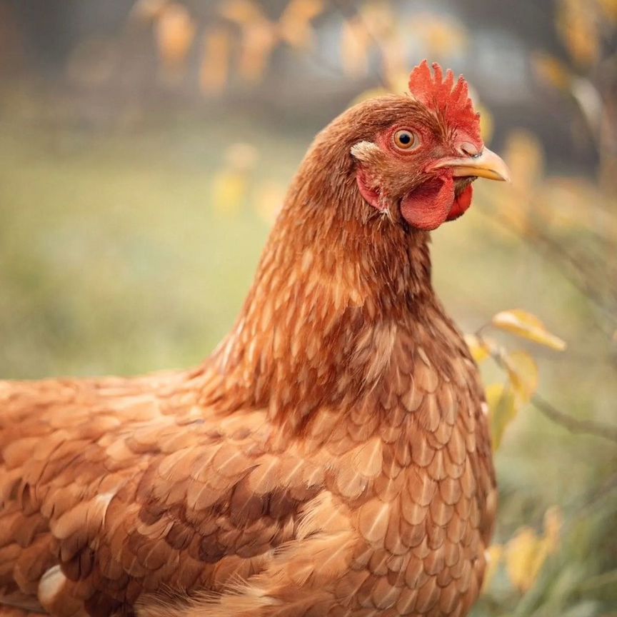 Куры несушки – Быстрая доставка