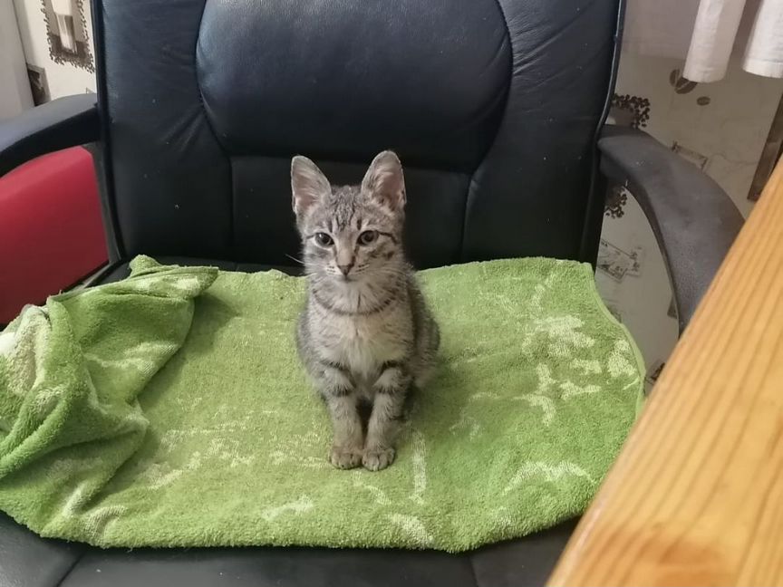 Котёнок Зайченок в добрые руки