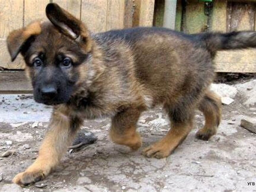 Щенки овчарок-окрас разный