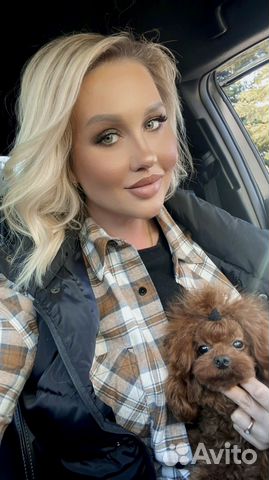 Тедди пудель Armani вязка