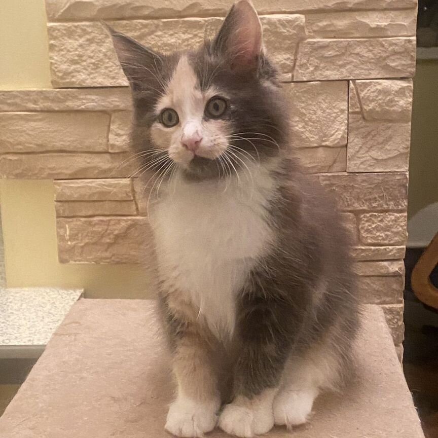 Мейн-кун девочка 2 месяца крупная