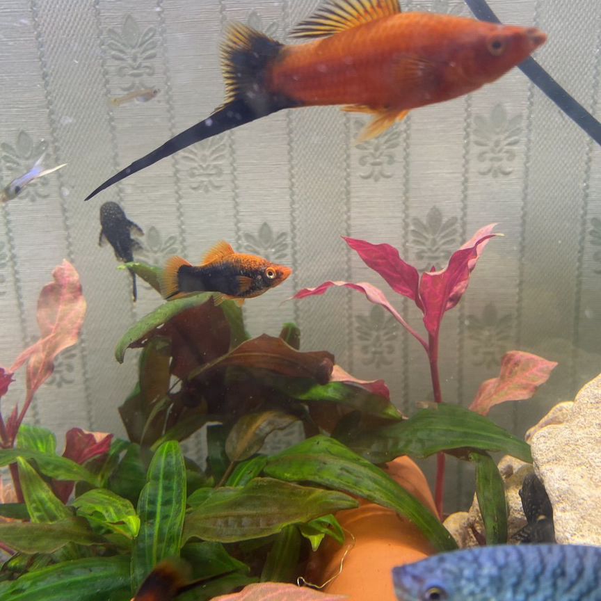 Меченосцы подростки