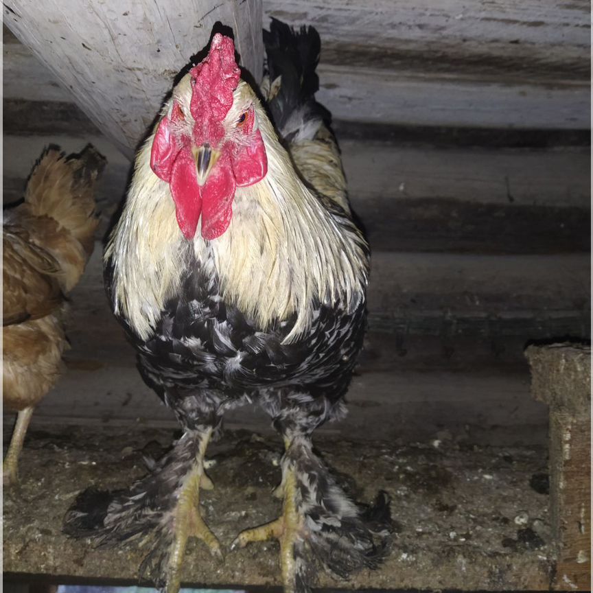 Петух с мохнатыми лапками пока в резерве