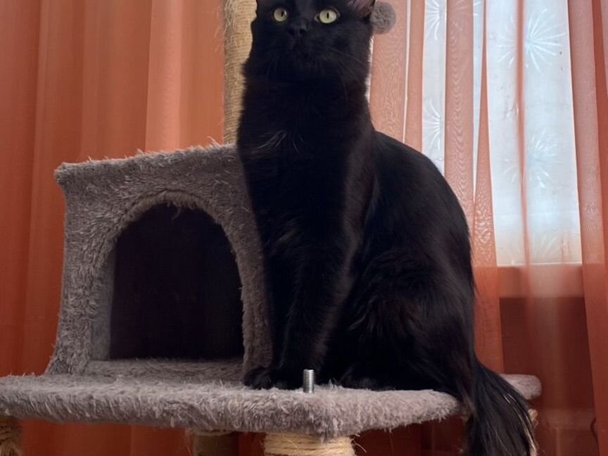 Черный котенок в поисках ответственной мамы