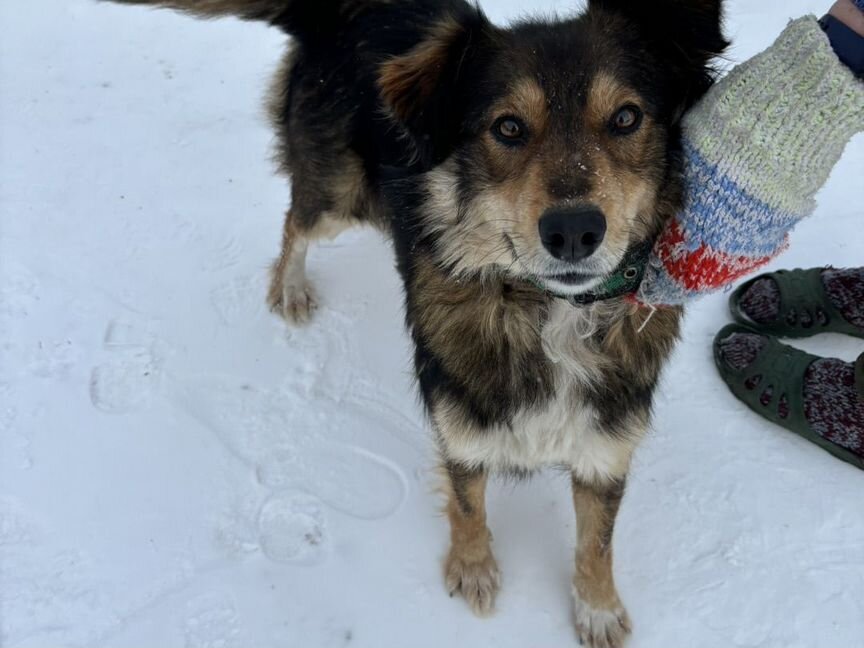 Собака в добрые руки