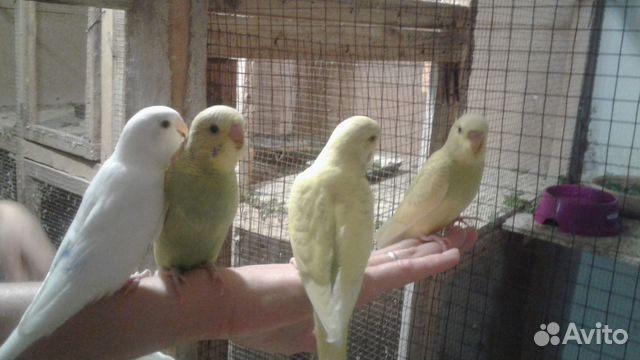 Волнистые попугайчики