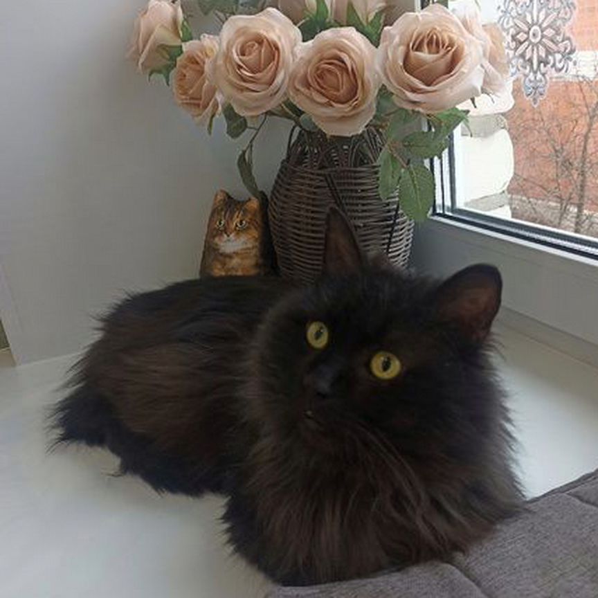 Кот Кузя ищет добрые ручки
