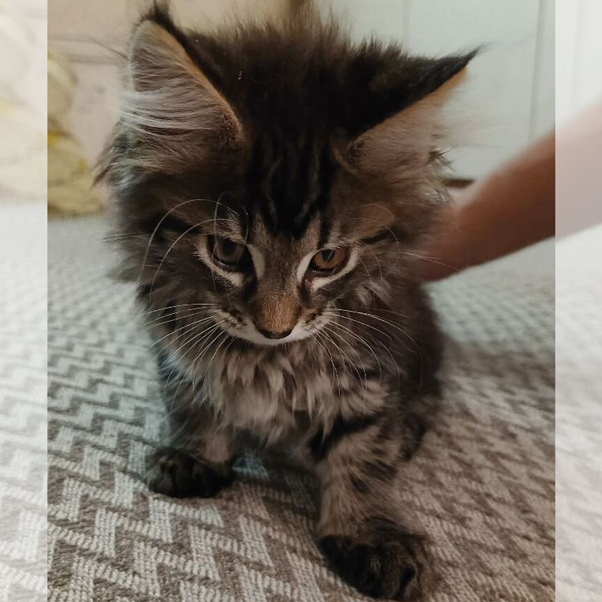Мейн-кун котёнок