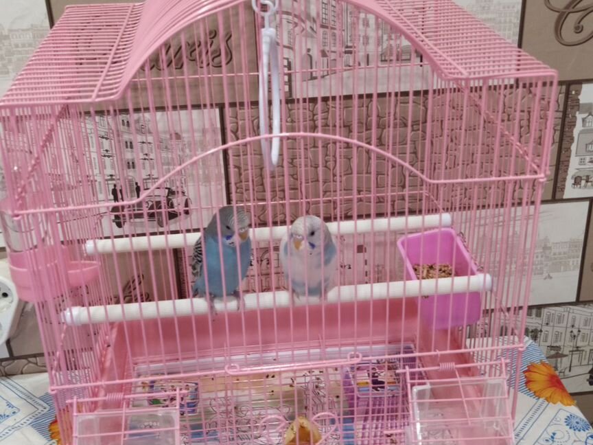 Волнистые попугаи