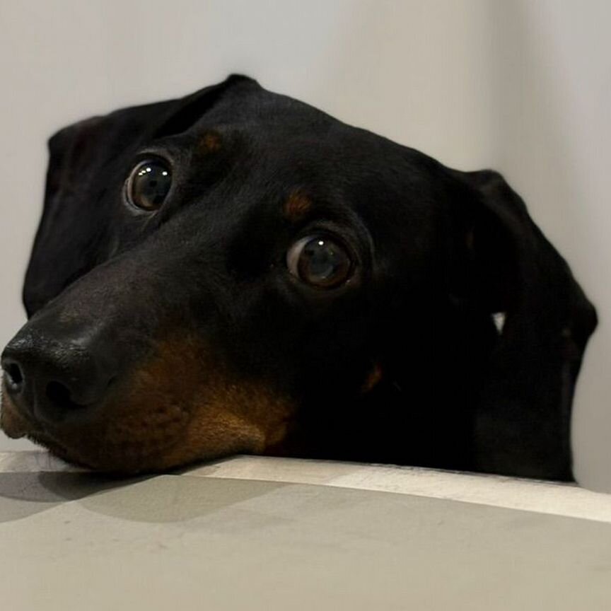 Такса, взрослый пёс