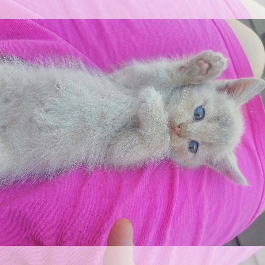 Раздам котят бесплатно