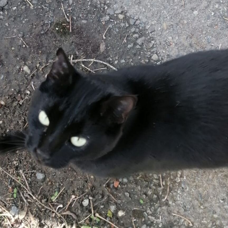 Кошечка замерзает на улице