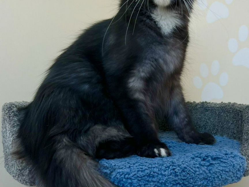 Мейн кун с голубыми глазами