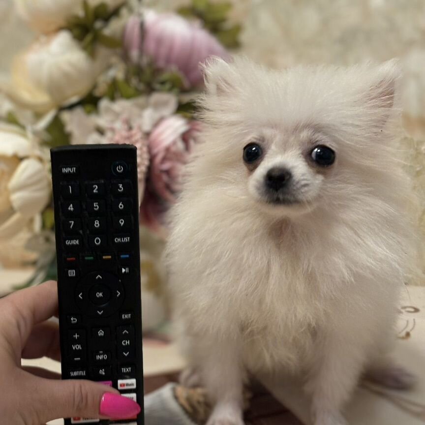 Шпиц.Девочка.Микро