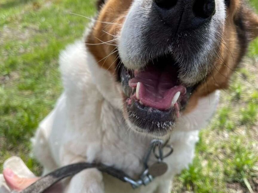 Собака не для слабака