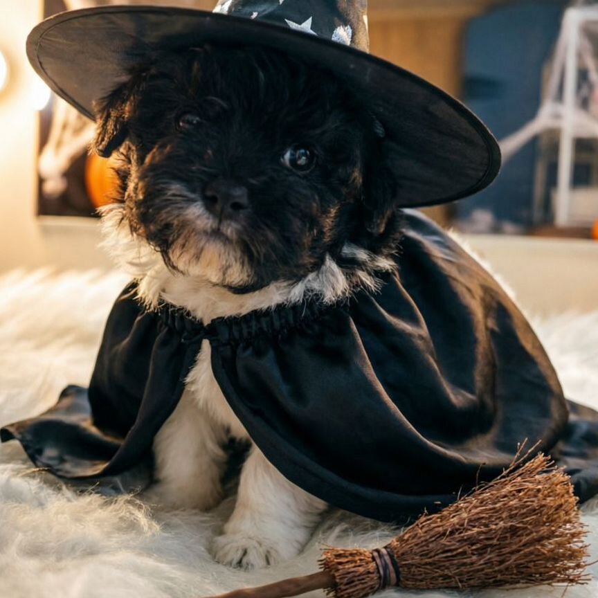 Карликовый пудель, щенок