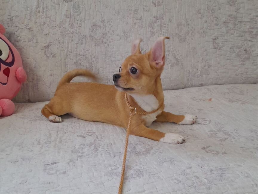 Чишки детишки