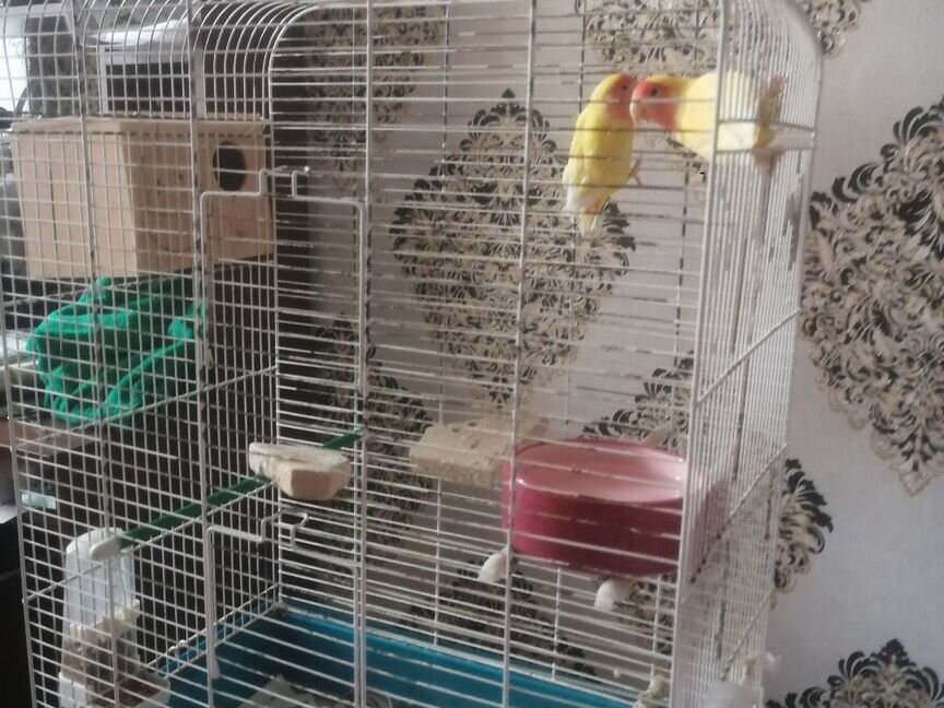 Волнистый попугай с клеткой