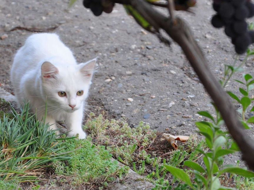 Отдам котенка в добрые руки