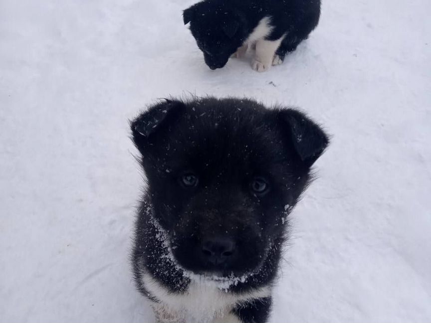 Щенки, 22 ноября, мальчики и 1 девочка. Подстепки