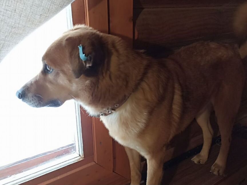 Настоящий, верный друг ждёт хозяина