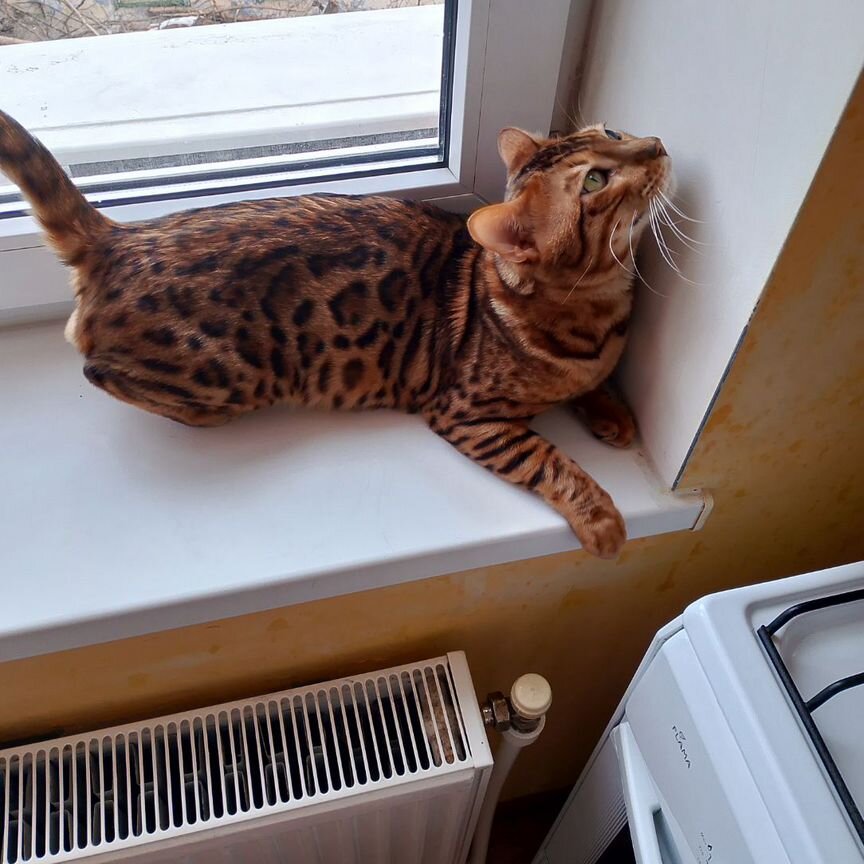 Бенгальская