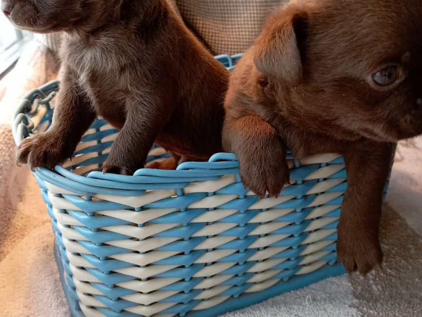 Шоколадные шустрики