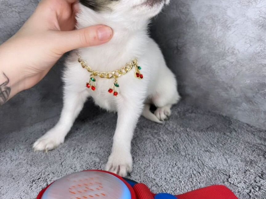 Супер mini Экзот с РКФ