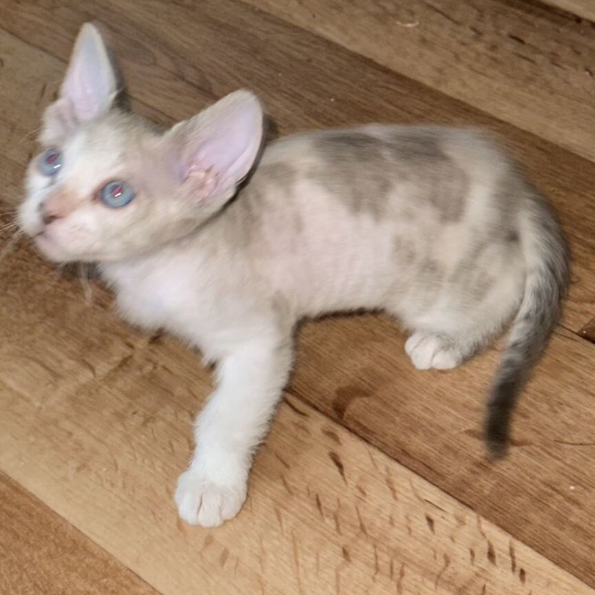 Котята донского сфинкса