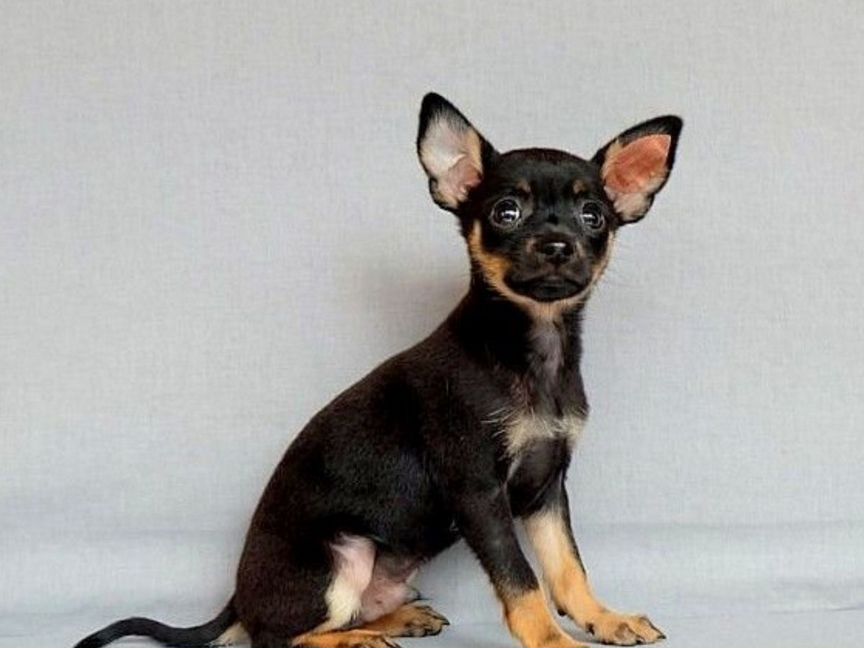 Тойчик мальчик