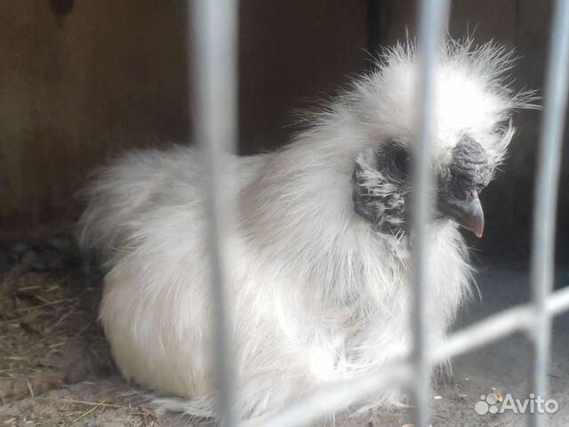 Китайские шелковые куры