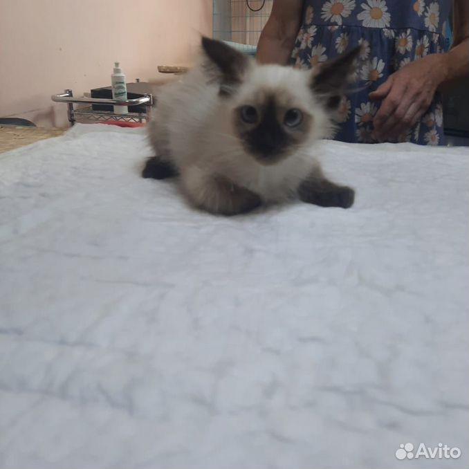 Котенок тайский сиамский в хорошие руки бесплатно