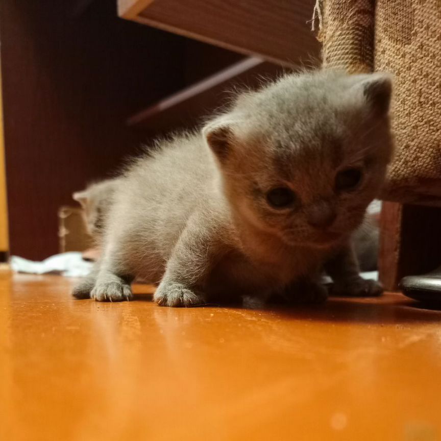 Британские котята