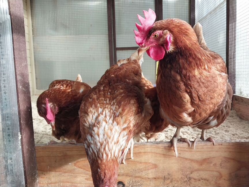 Куры несушки Ломан Браун 4шт