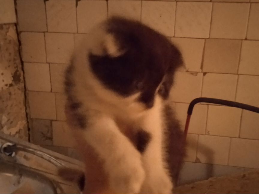 Продаем котят