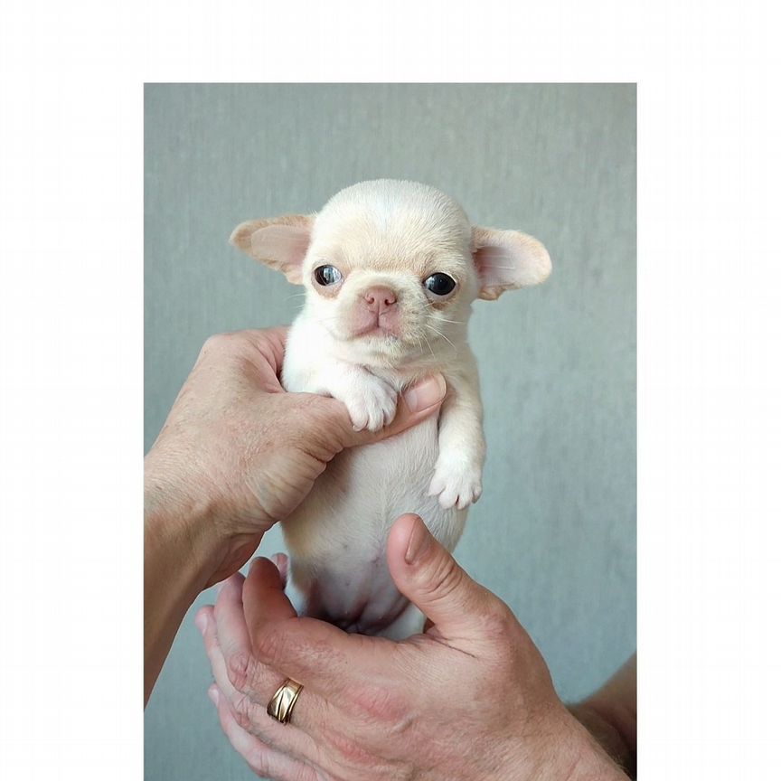 Жемчужинка