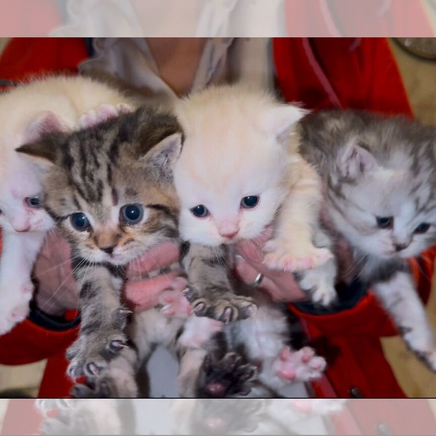 Британские котята