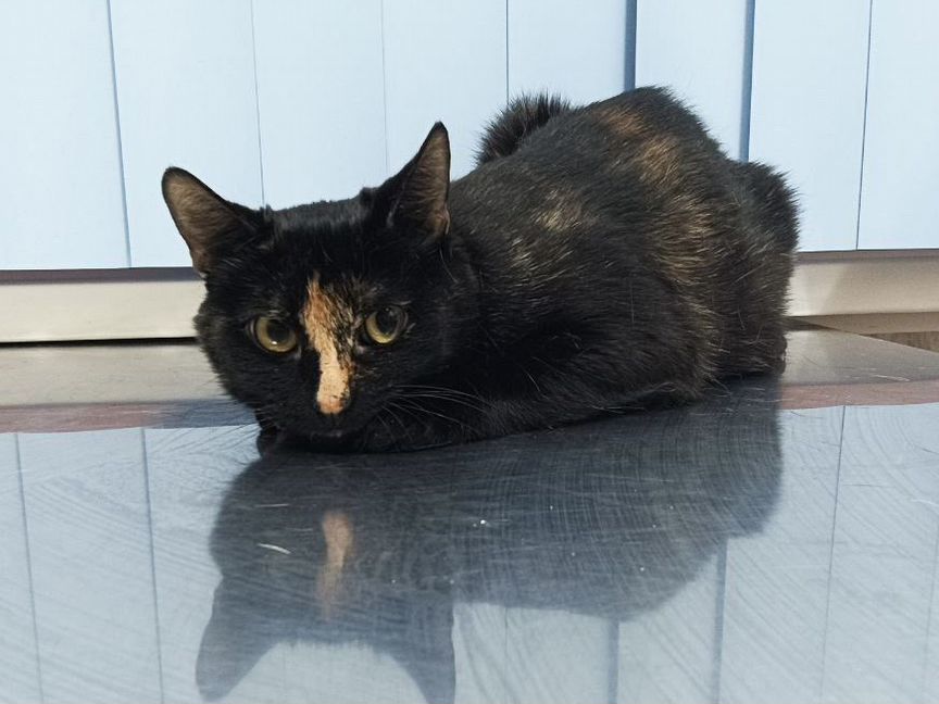 Кошкам нужен куратор или дом