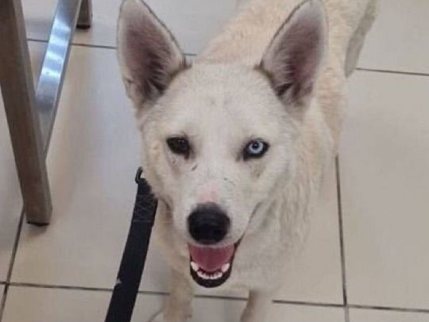 Собака с разными глазами белая в добрые руки