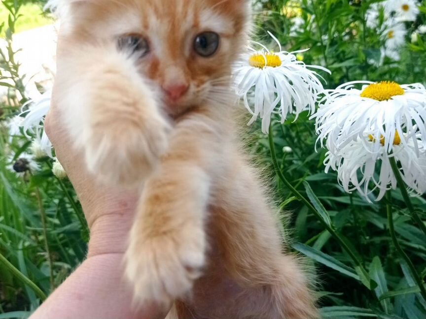 Котенок мальчик 1 месяц рыжий