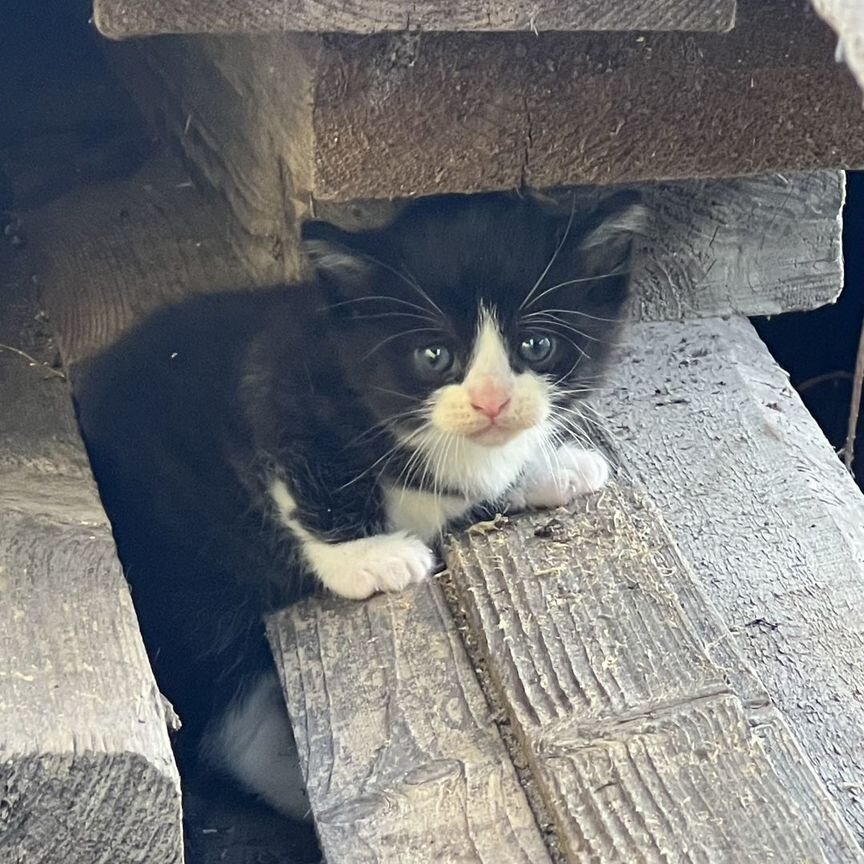 Котенок ищет свой дом