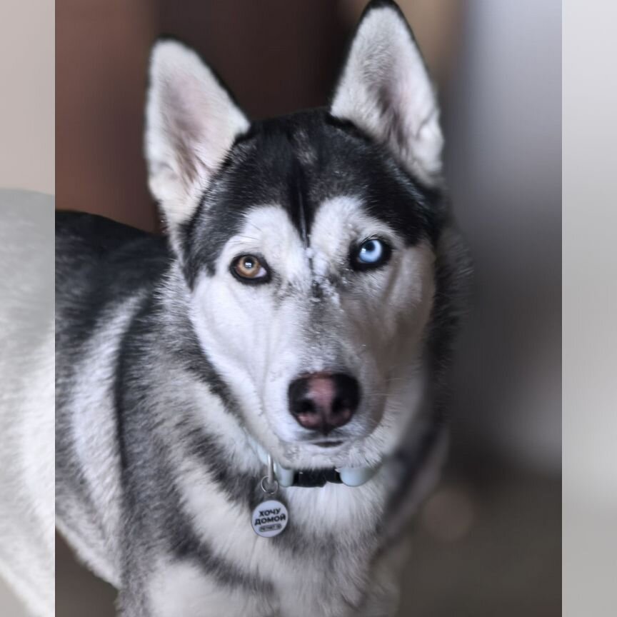 Сибирский хаски, вязка