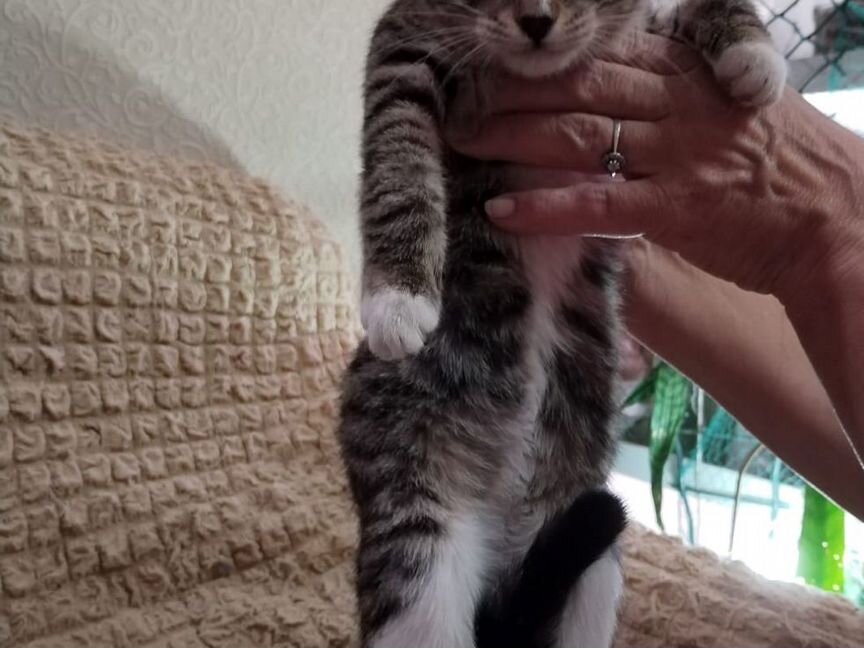 Котенок в добрые руки