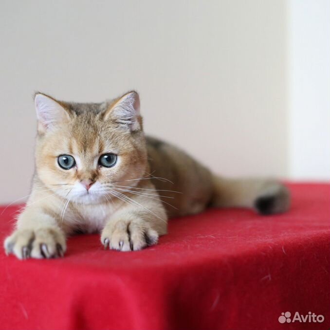 Британский котик золового шиншиллового окраса