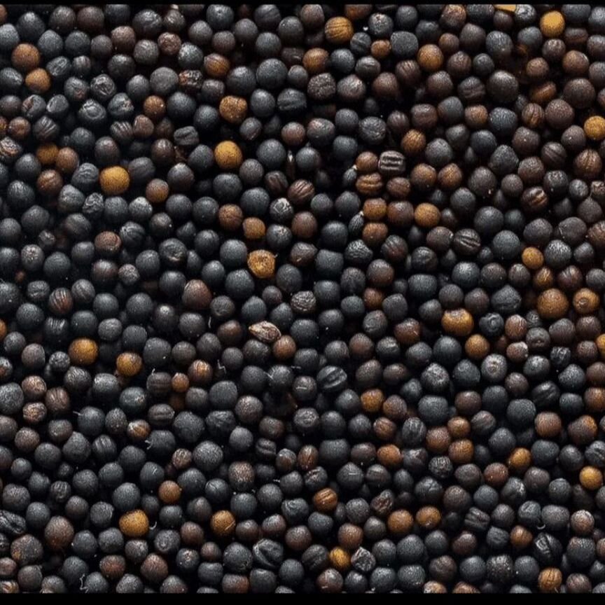 Семена рапса