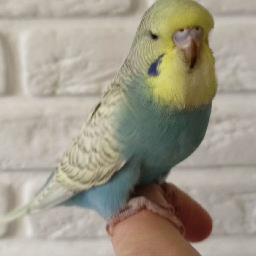 Птенцы ввп чех самец и самка