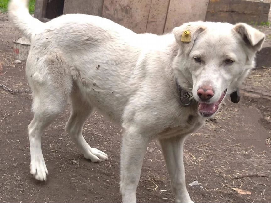 Собака (молодой кобель) в частный дом